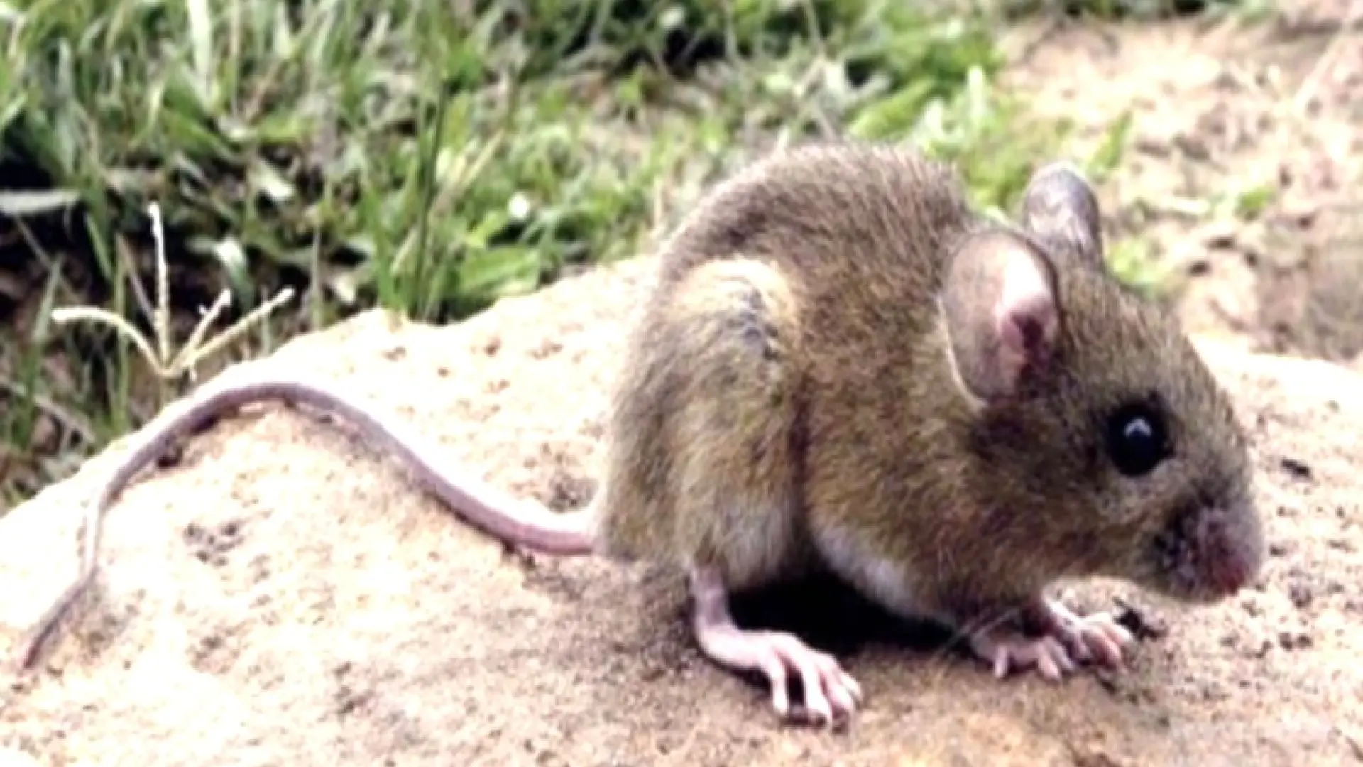 El ratón colilargo no sabe nadar: dudas y miedos sobre el transmisor ...