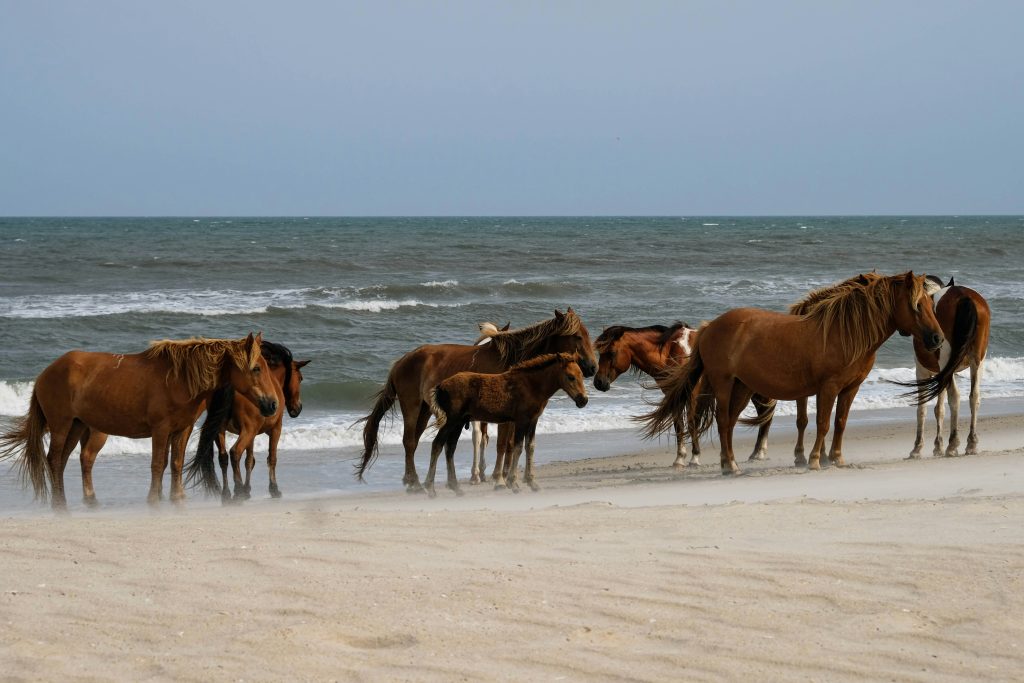 Beaches along the East Coast that feel surprisingly far from everyday life