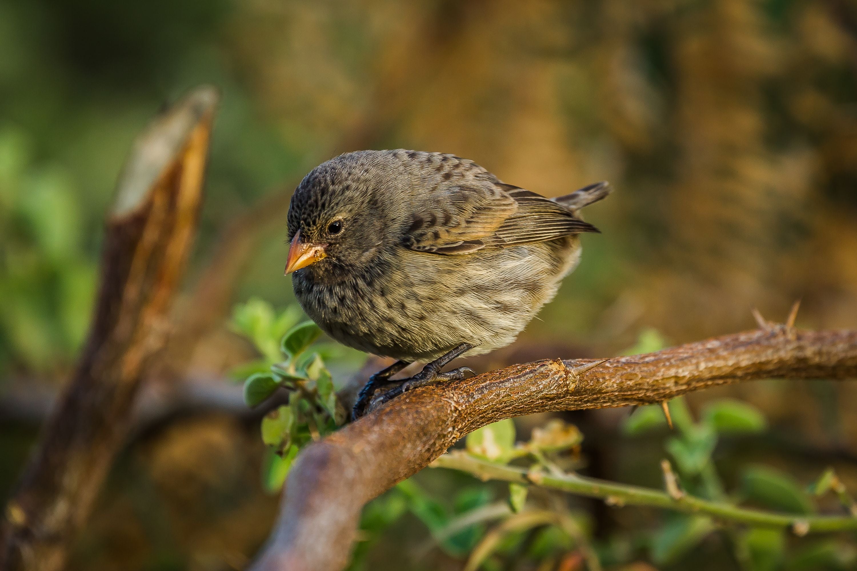 Qué significa que las aves canten en tu casa, según la biología