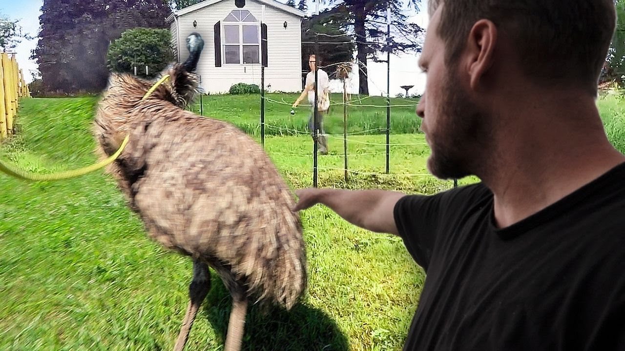 What happened when the emu broke free?