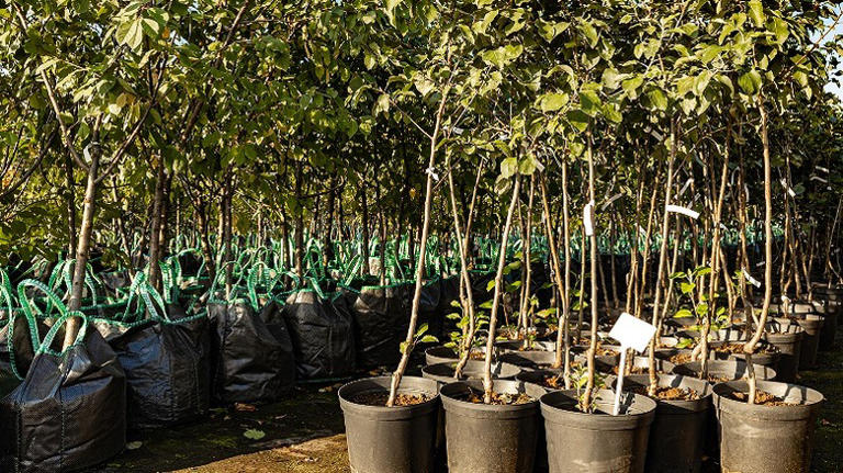 11 tips and tricks for growing fruit trees in your garden