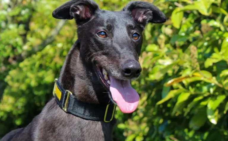These 15 perfect Dogs Trust canines looking for their forever homes in ...