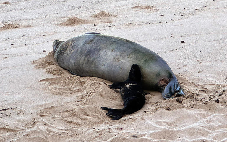Man detained after throwing huge rock at endangered seal in Hawaii