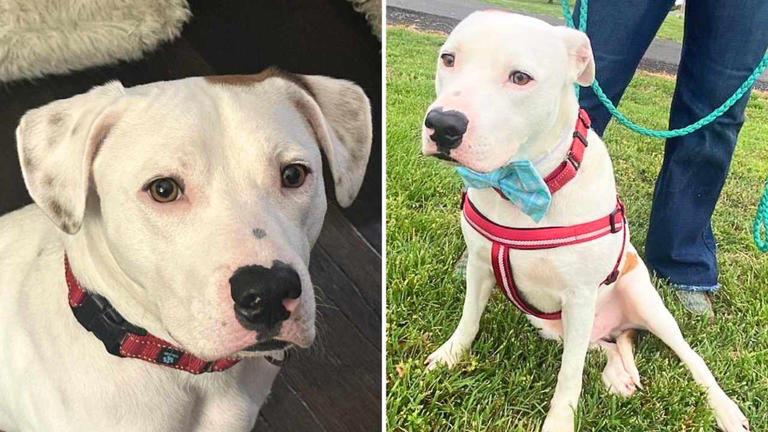 Young Pup Found Sad, Frightened, & With Broken Leg Now Looking For ...
