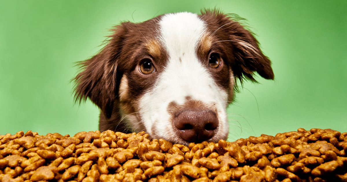 Best fresh dog food testing the top brands with 5 pups