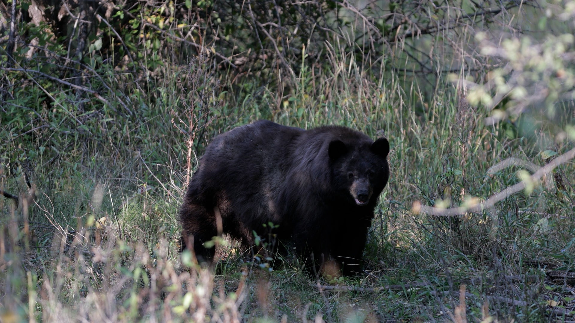 How to stay bear-aware while hiking national parks