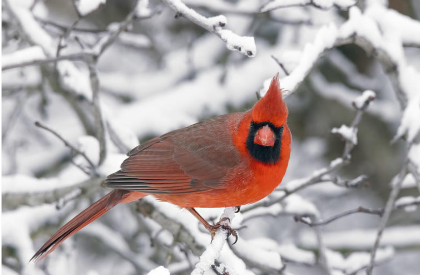 What it means when you see a cardinal