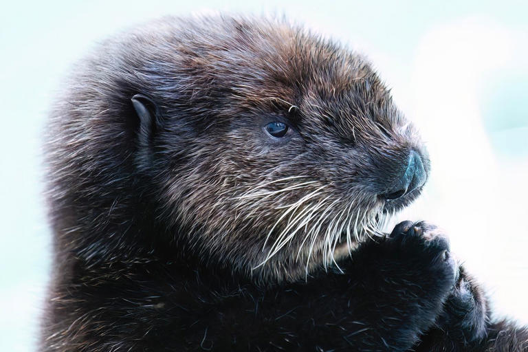 Orphaned sea otter pup rescued alone finds a surrogate mom ahead of ...