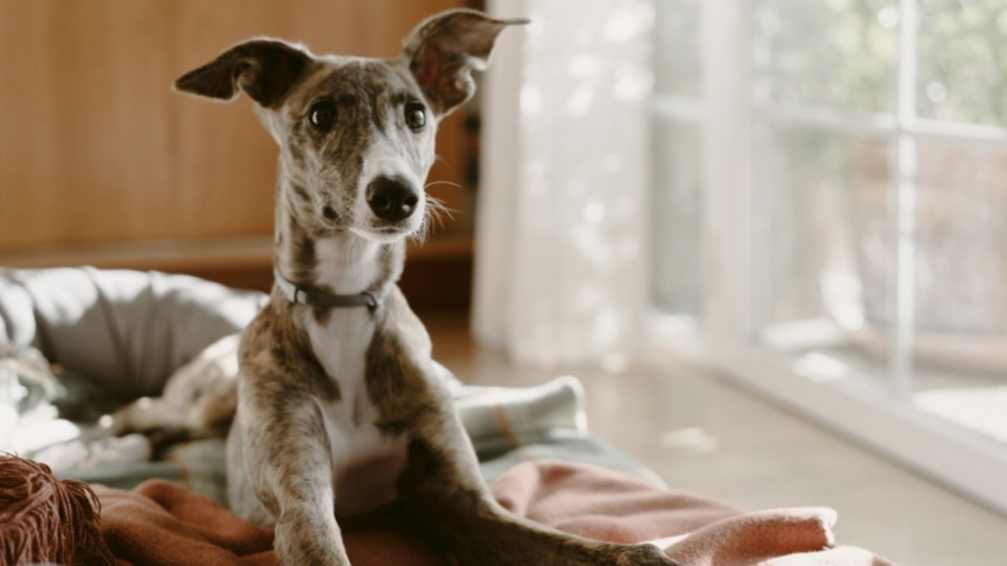 Best dog breeds if you're short on space