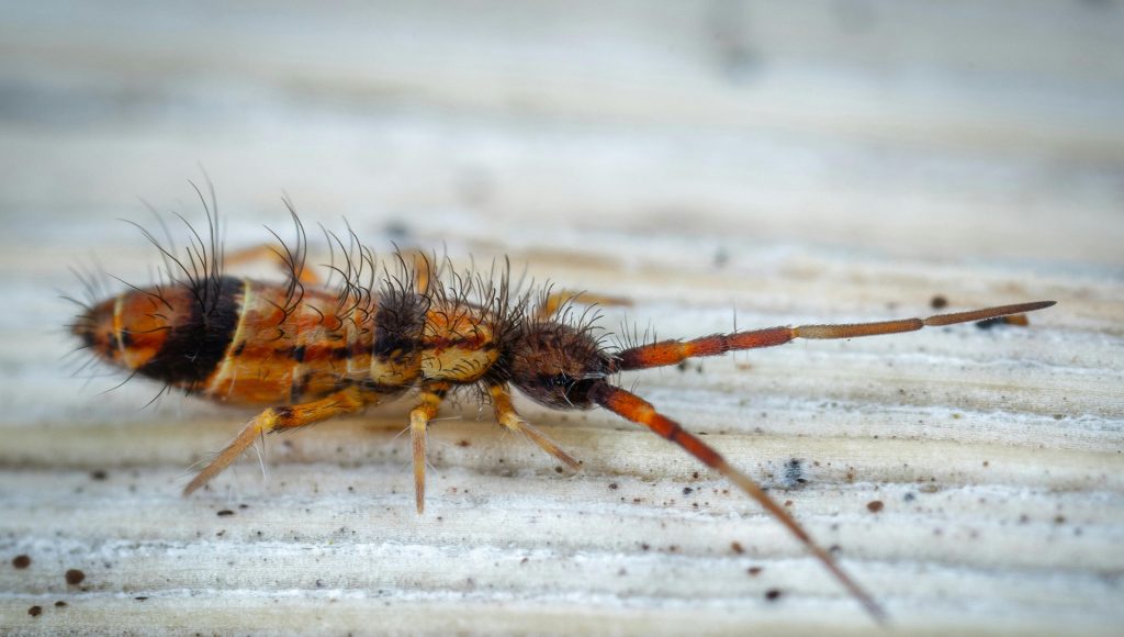 Tiny bugs people keep mistaking for lice before they finally get a ...