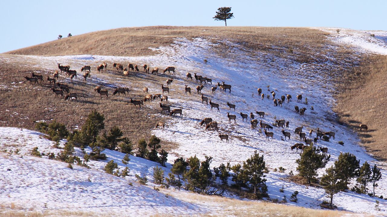 Elk wander to eastern South Dakota, and the state responds with ...