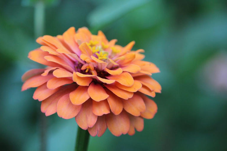 This simple 'wiggle test' will tell you when to cut garden flowers