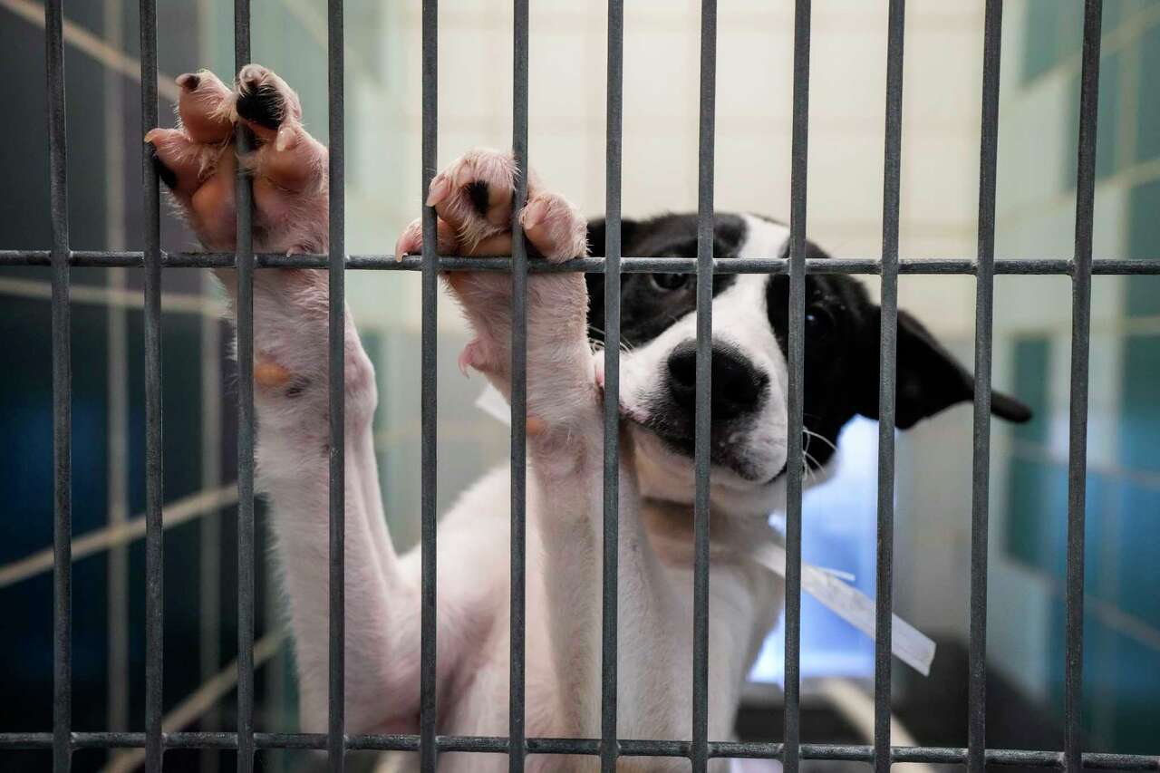Houston animal shelter euthanized most adoptable pets in Texas in 2025 ...