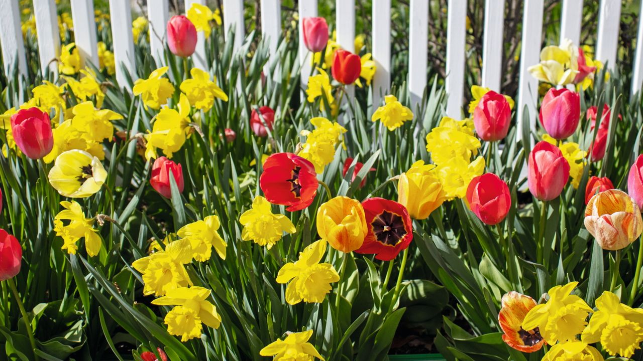 Experts reveal why to fertilize spring bulbs in May to guarantee a ...