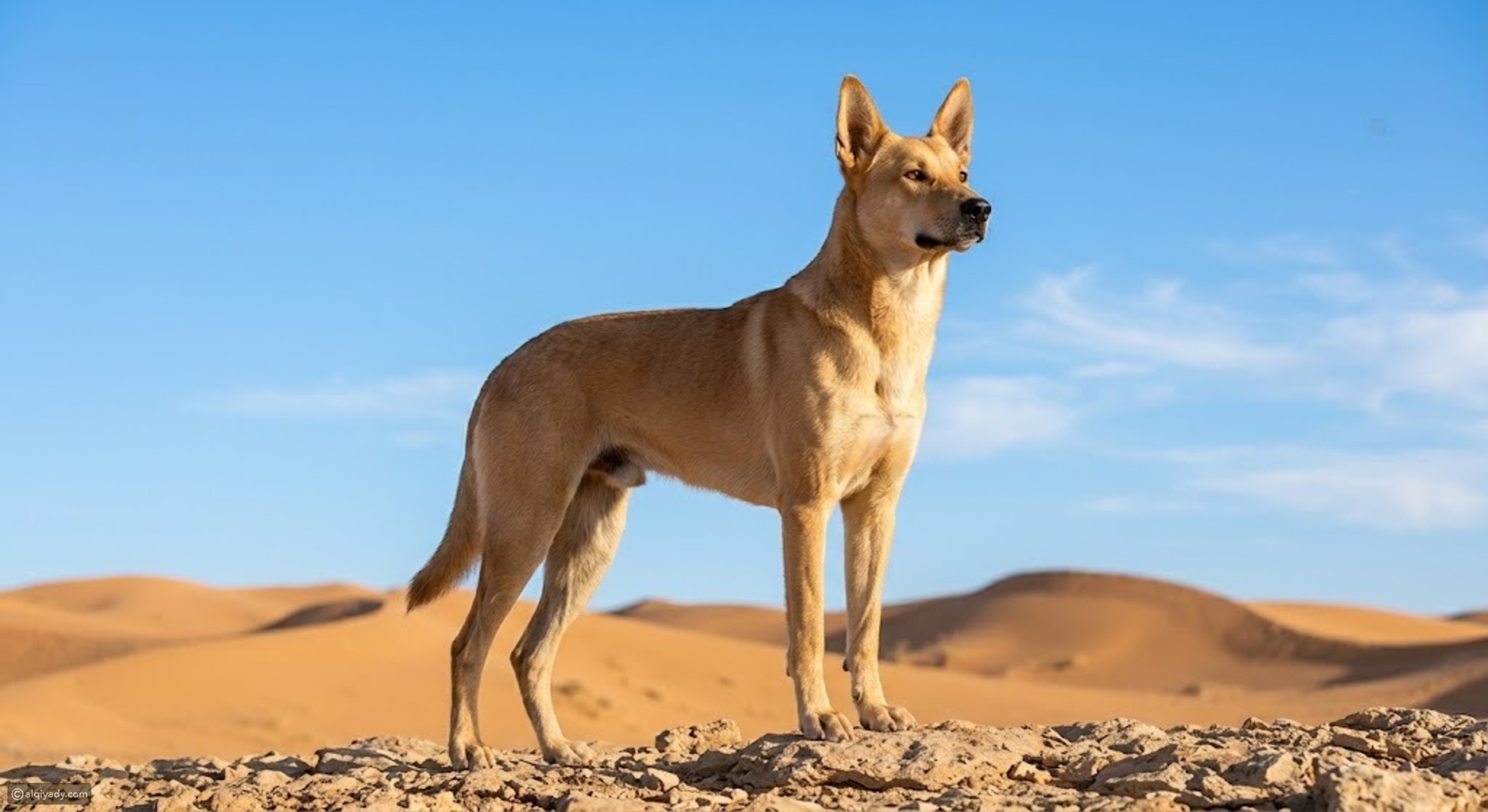 10 new dog breeds you’ve probably never heard of