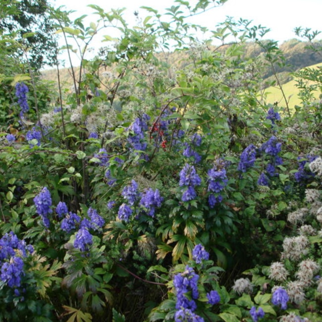 Top 10 most poisonous plants in the world
