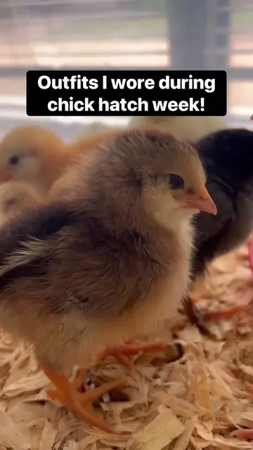 What I wore for chick hatch week in my classroom