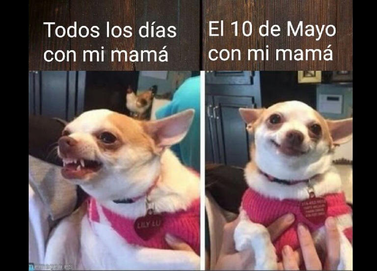 Día de las Madres 2026: memes, risas y mucho ingenio; así celebran ...