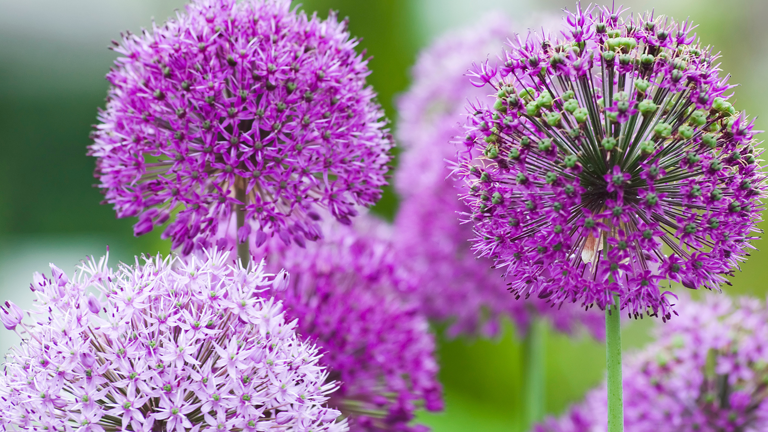 11 low-maintenance purple flowers that bloom throughout summer