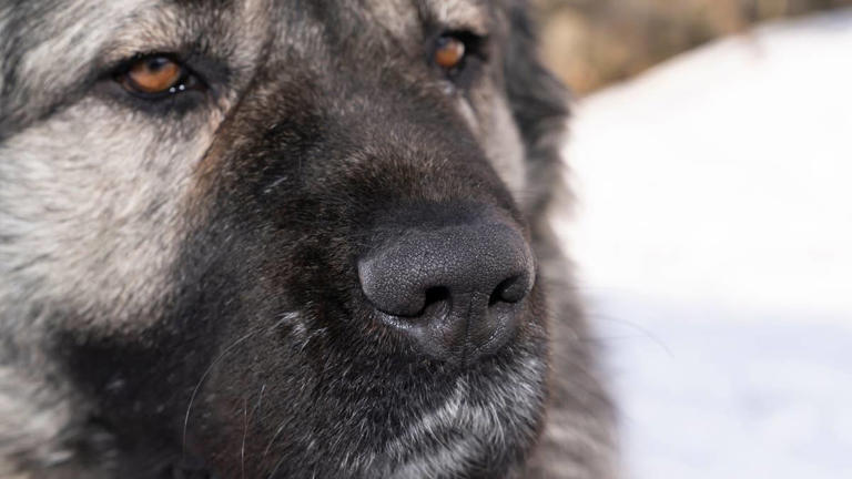 Humongous rare shepherd's shaggy haircut makes him look straight out of ...