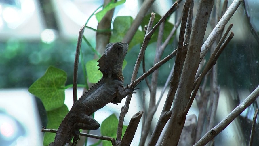 Lizards, spiders & snakes oh my! ‘Repticon’ draws crowds of reptile ...