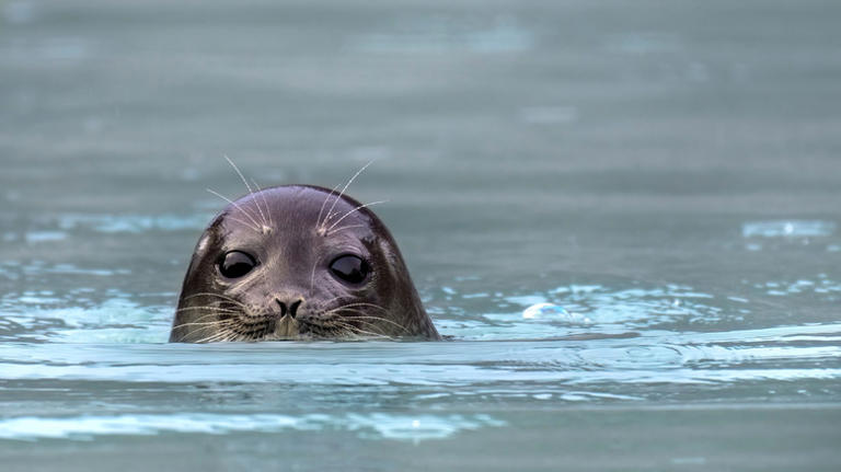 Offshore wind farms are doing a lot more to the ocean than scientists ...