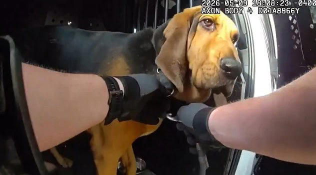 Hillsborough County Sheriff’s K-9 Boomer tracks down missing 96-year ...