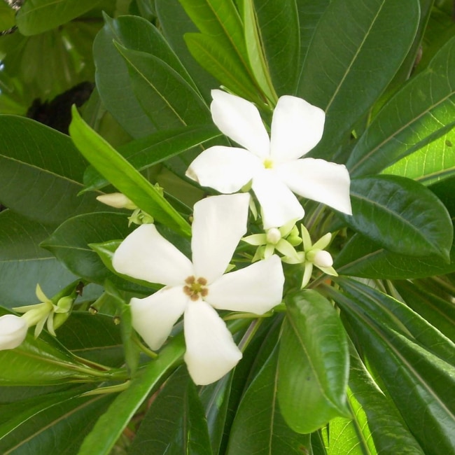 Top 10 most poisonous plants in the world