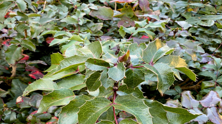 13 beautiful ground covers that will have birds flocking to your yard