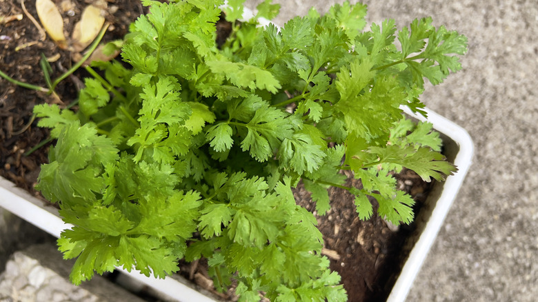 The 12 most difficult herbs to grow in your garden