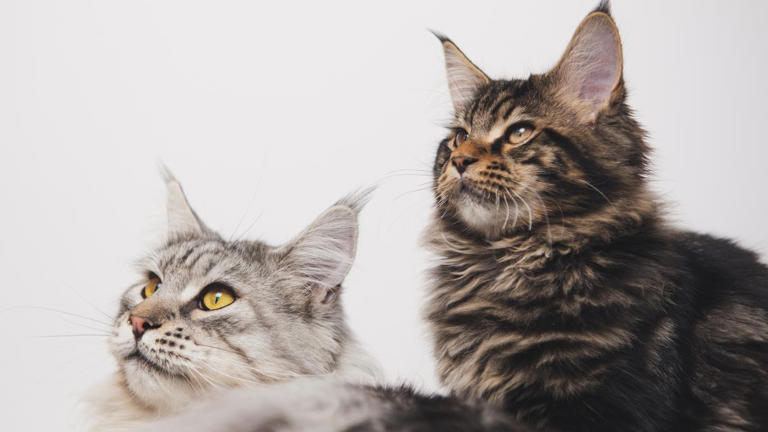 Cómo cuidar a tus gatos durante la temporada de calor