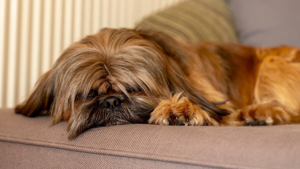 Shih-Tzu with a side part looks like a millennial and it’s too real