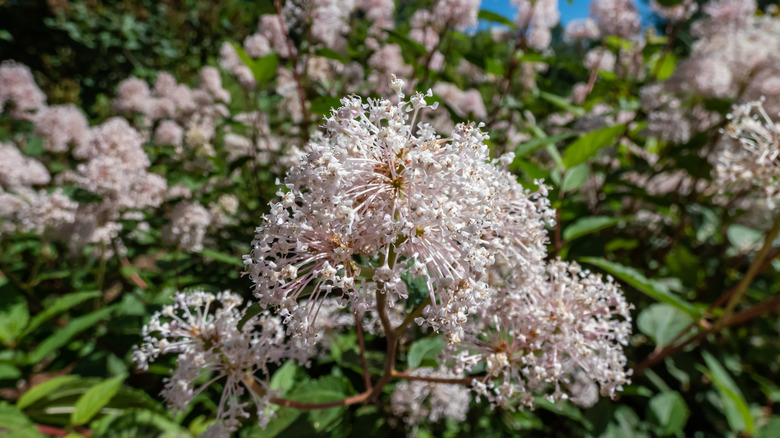 The 10 best flowering shrubs to plant if you have a small yard or garden