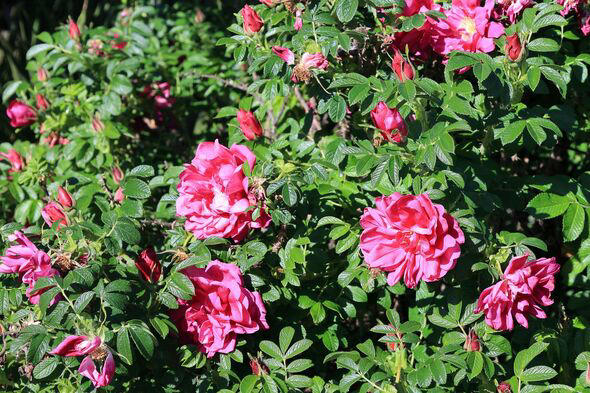 Alan Titchmarsh names flower ‘no garden is complete without’