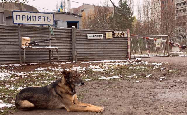 Dogs in Chernobyl may be undergoing rapid evolution, study finds