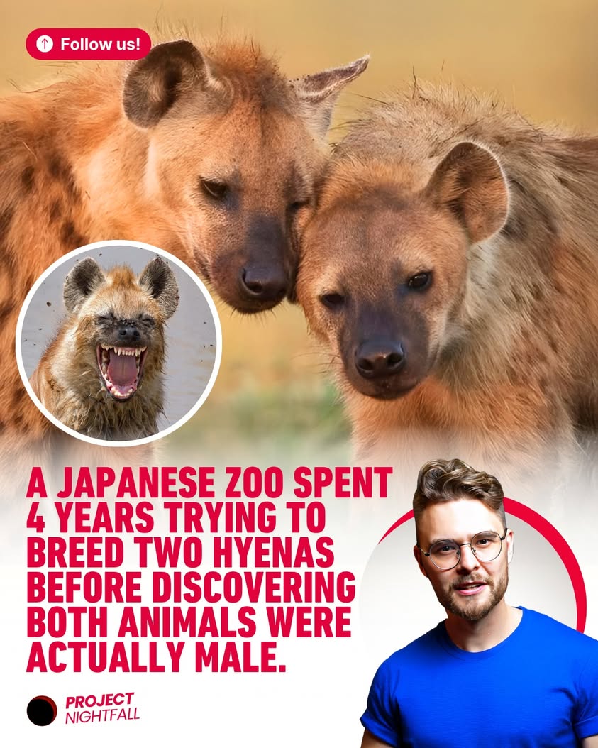 Four years of fury! Zoo's "breeding pair" of hyenas were both males!