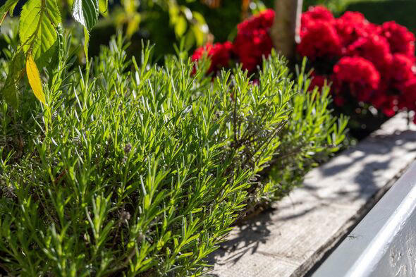 Rosemary will grow bigger and healthier if you do 1 simple task before ...