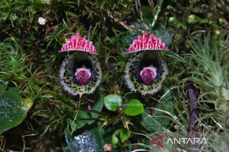 BRIN catat 10 spesies baru anggrek Indonesia, yang ini jenis Corybas ...