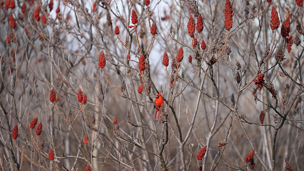 How to make your yard a cardinal haven