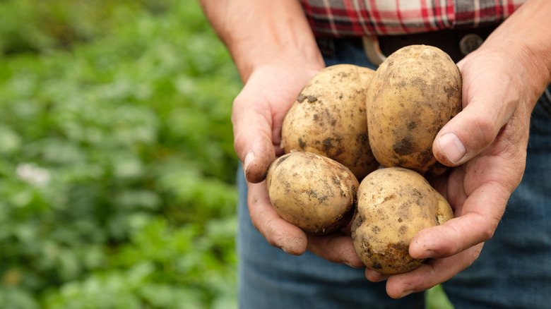 How to grow potatoes in a container
