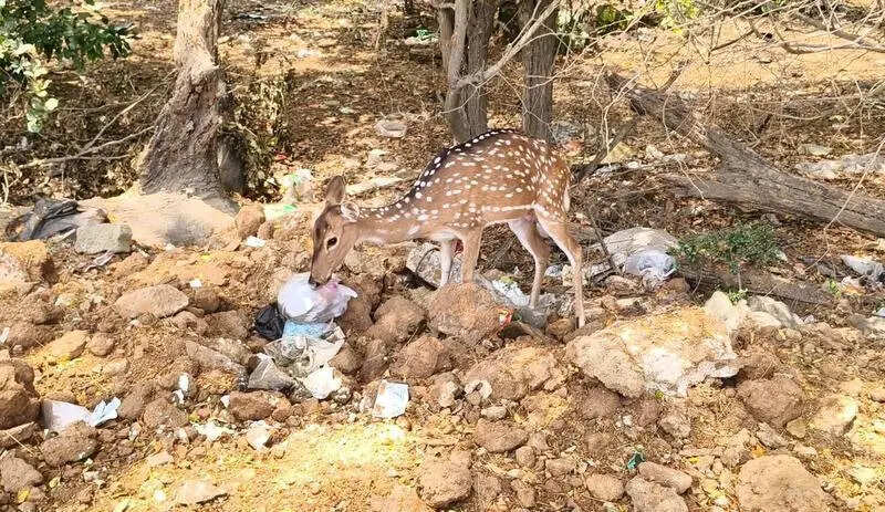 Deer in Perungalathur reserve forest scavenge dumped waste