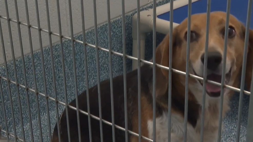 Hancock County animal shelter sees 200-plus adoptions since November ...