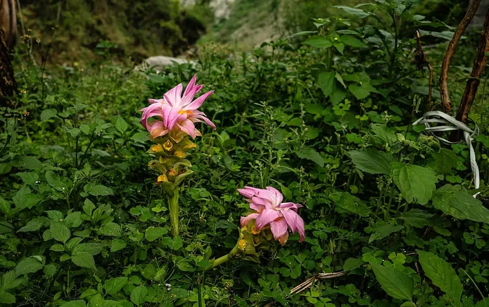 Ayurvedic herbs to boost your daily balance