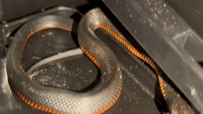 Highly venomous snake finds 'cheeky' hiding spot in kid's bedroom