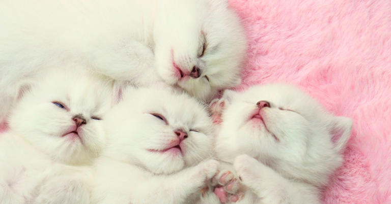 Which cat breed lives the longest (more than 10 years)?