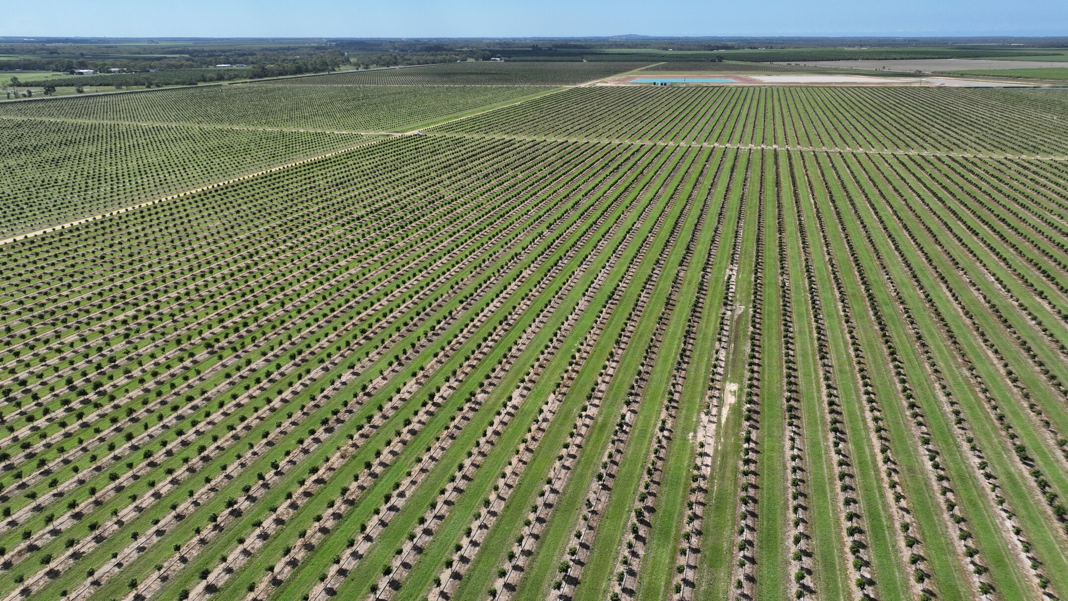 Apple among major companies investing millions in Queensland macadamia ...