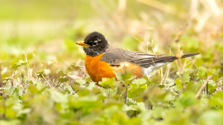 13 beautiful ground covers that will have birds flocking to your yard