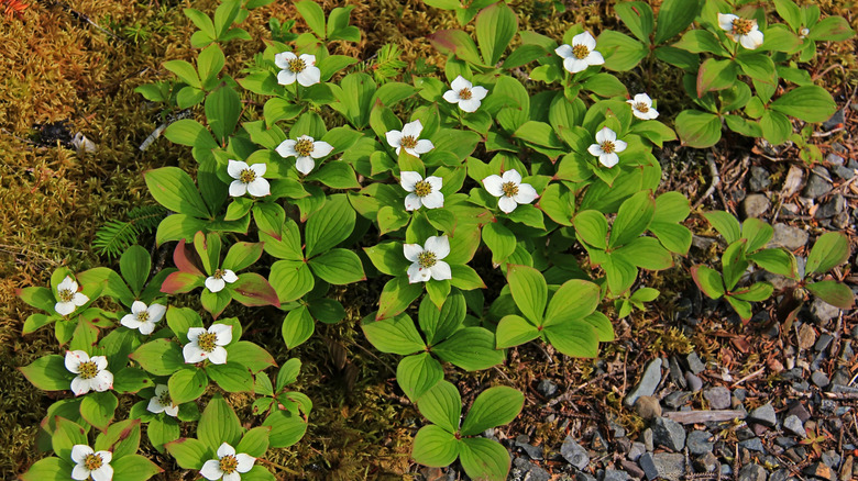 13 beautiful ground covers that will have birds flocking to your yard