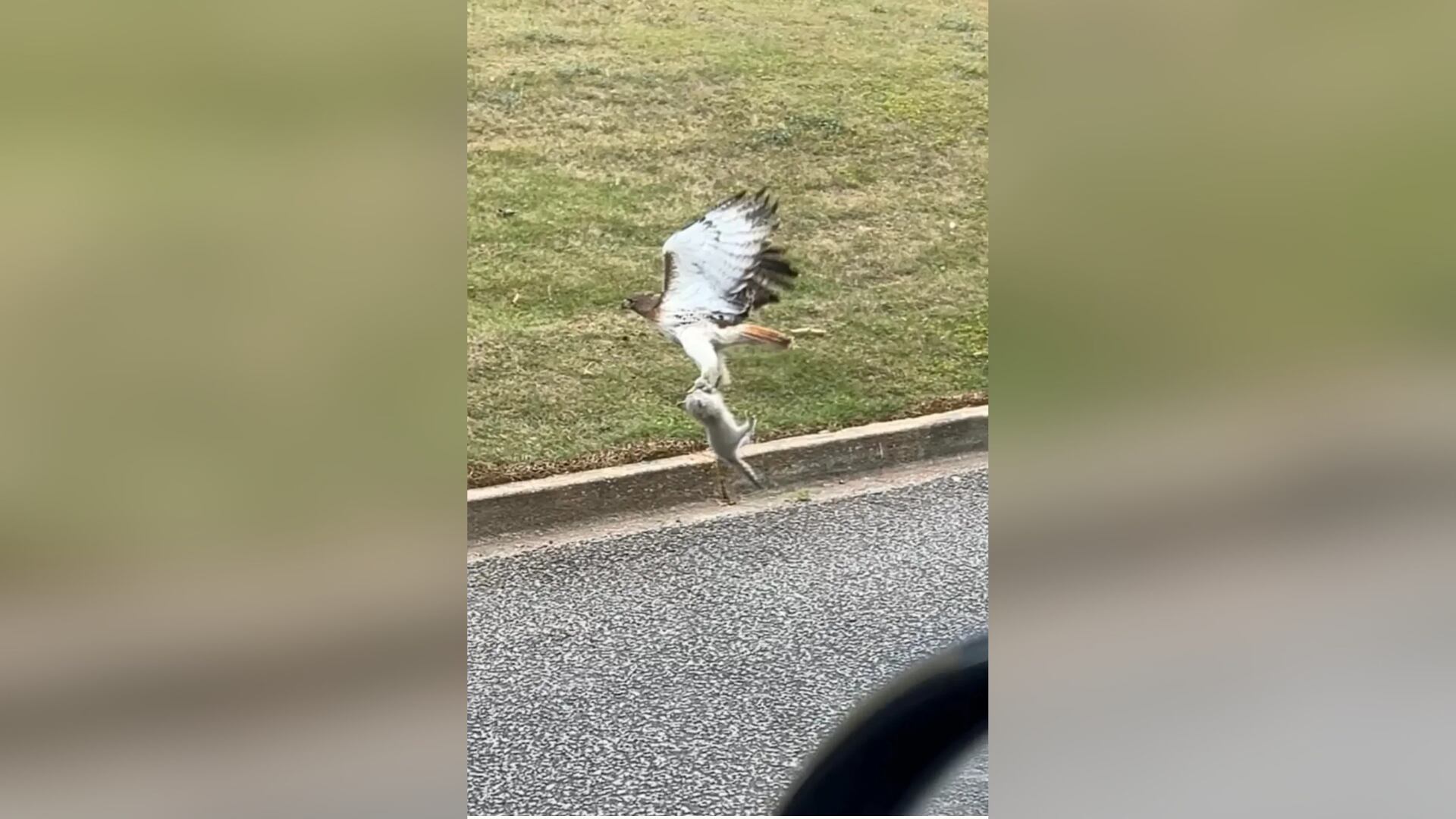 Kitten survives hawk attack in Auburn, rescuer says story highlights ...