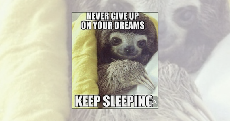21 sloth memes taking their sweet time to make you laugh